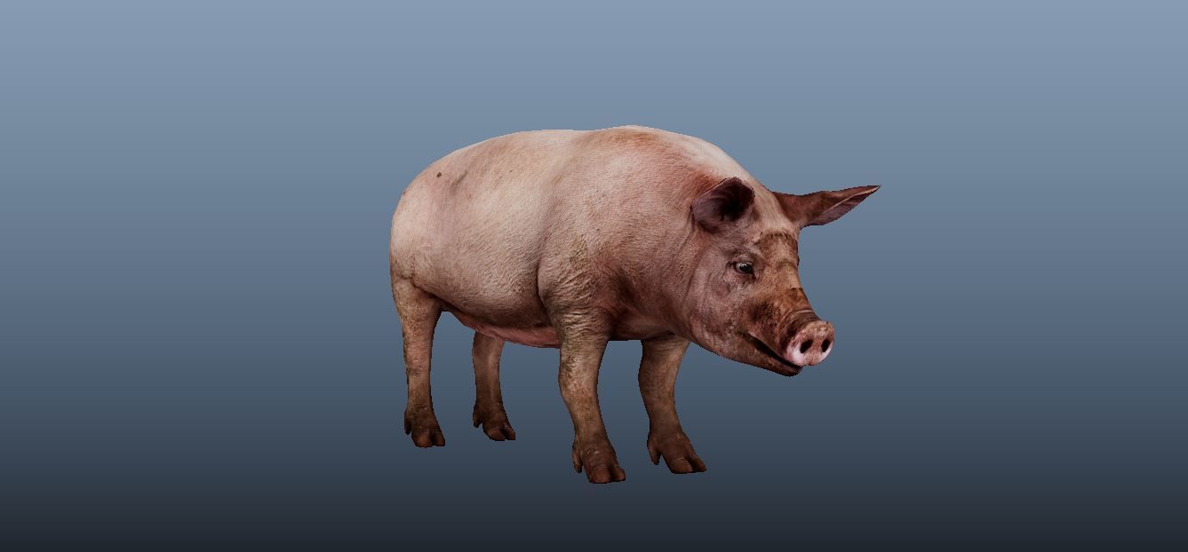 3D model Pig Animated VFX Grace VR / AR / low-poly | CGTrader