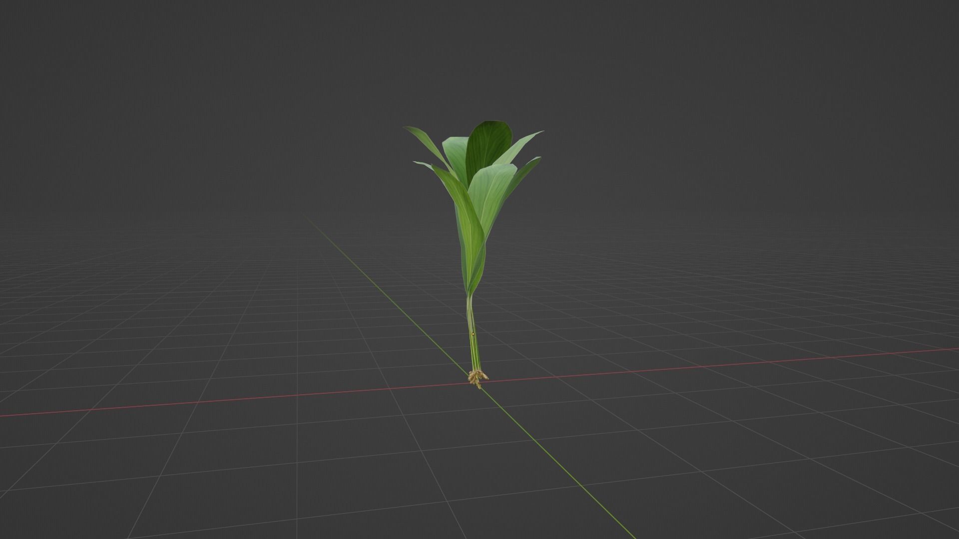 Turmeric Plant- Manjal kothu free VR / AR / low-poly 3D model | CGTrader