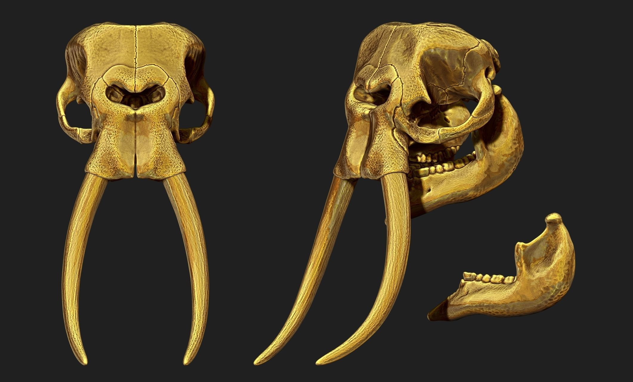 African Elephant Skull - Loxodonta Africana - CNC and 3D model 3D ...