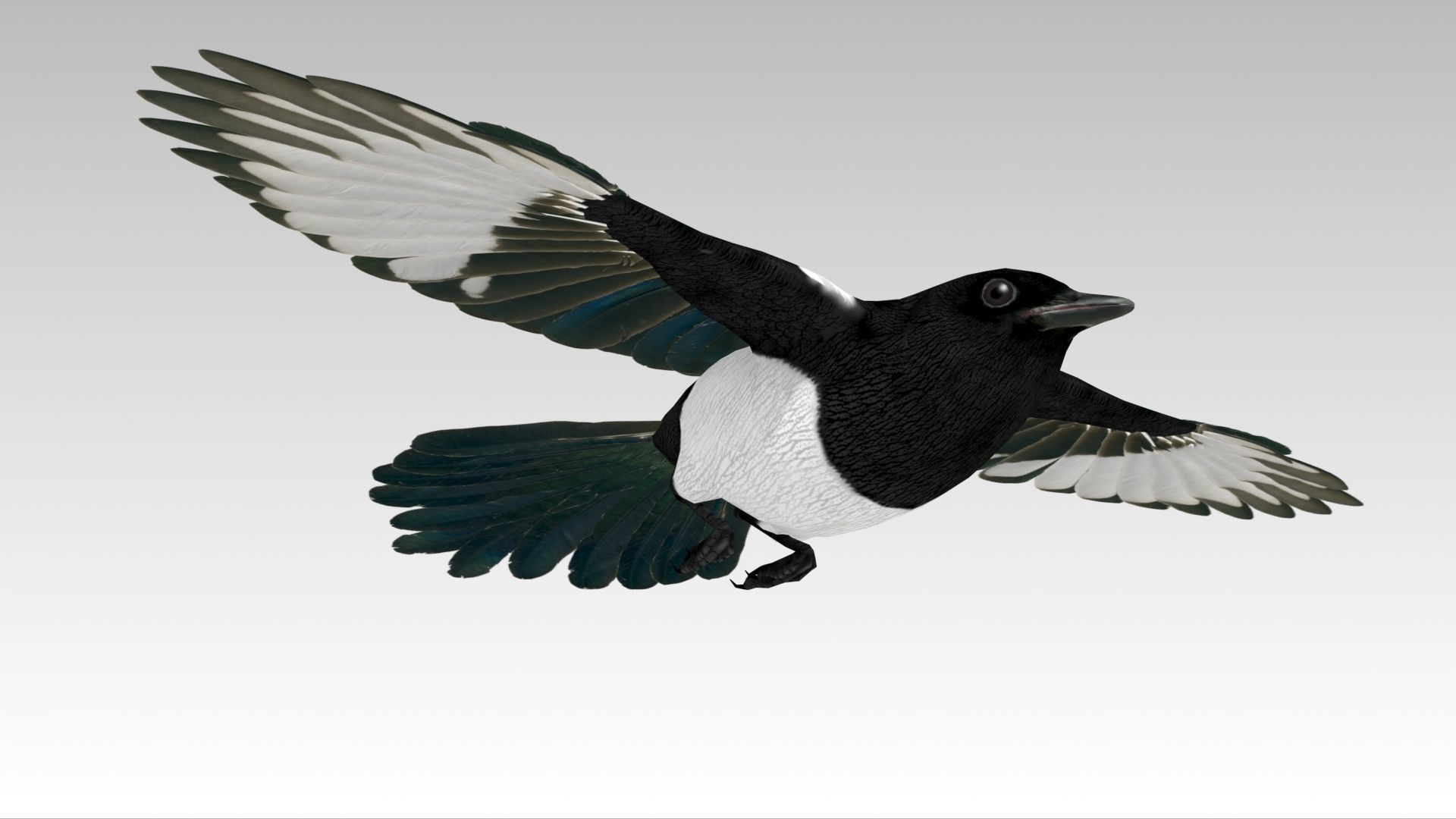 3D model Magpie VR / AR / low-poly | CGTrader