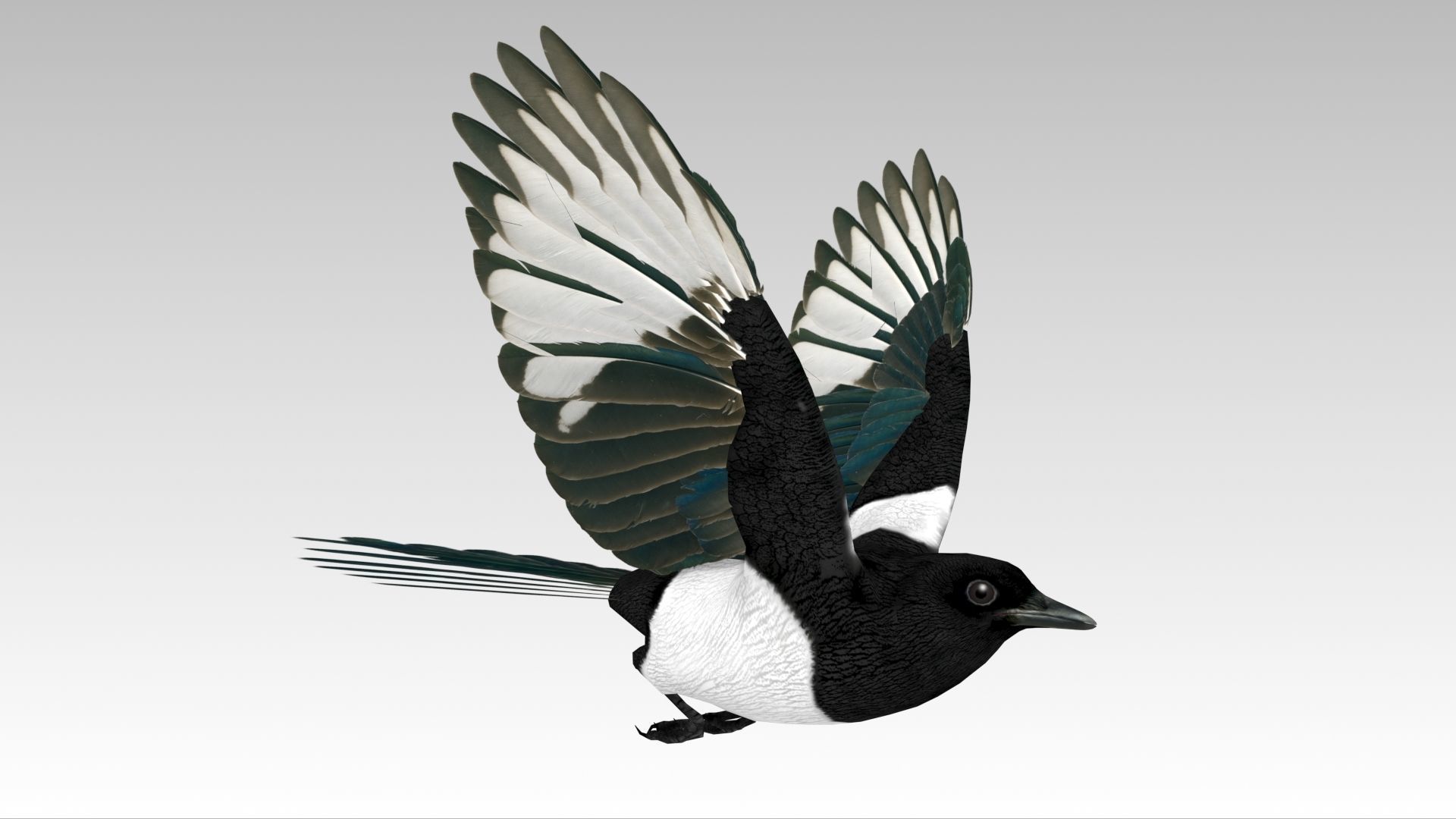 3D model Magpie VR / AR / low-poly | CGTrader