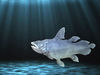 Coelacanth Latimeria fish 3D model 3D printable | CGTrader