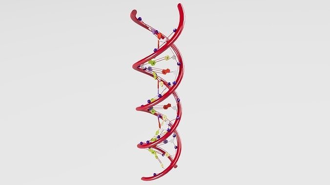 3D DNA model 3D model | CGTrader