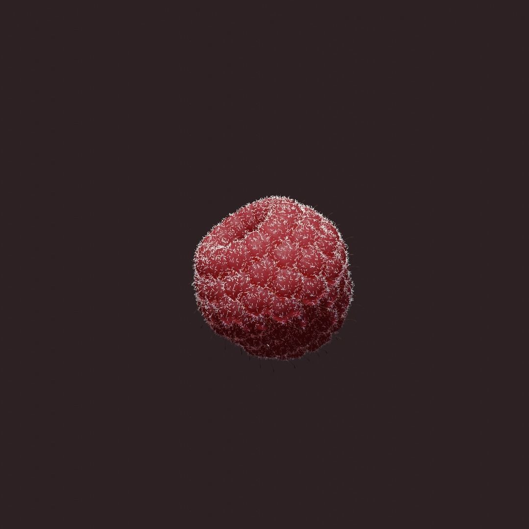 raspberry free 3D model | CGTrader