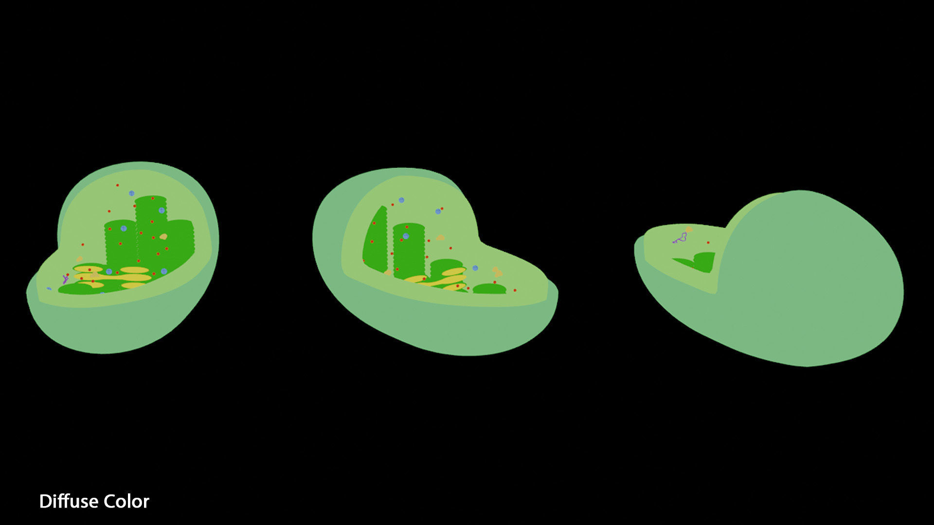 Chloroplast Cross Section Anatomy 3D model | CGTrader