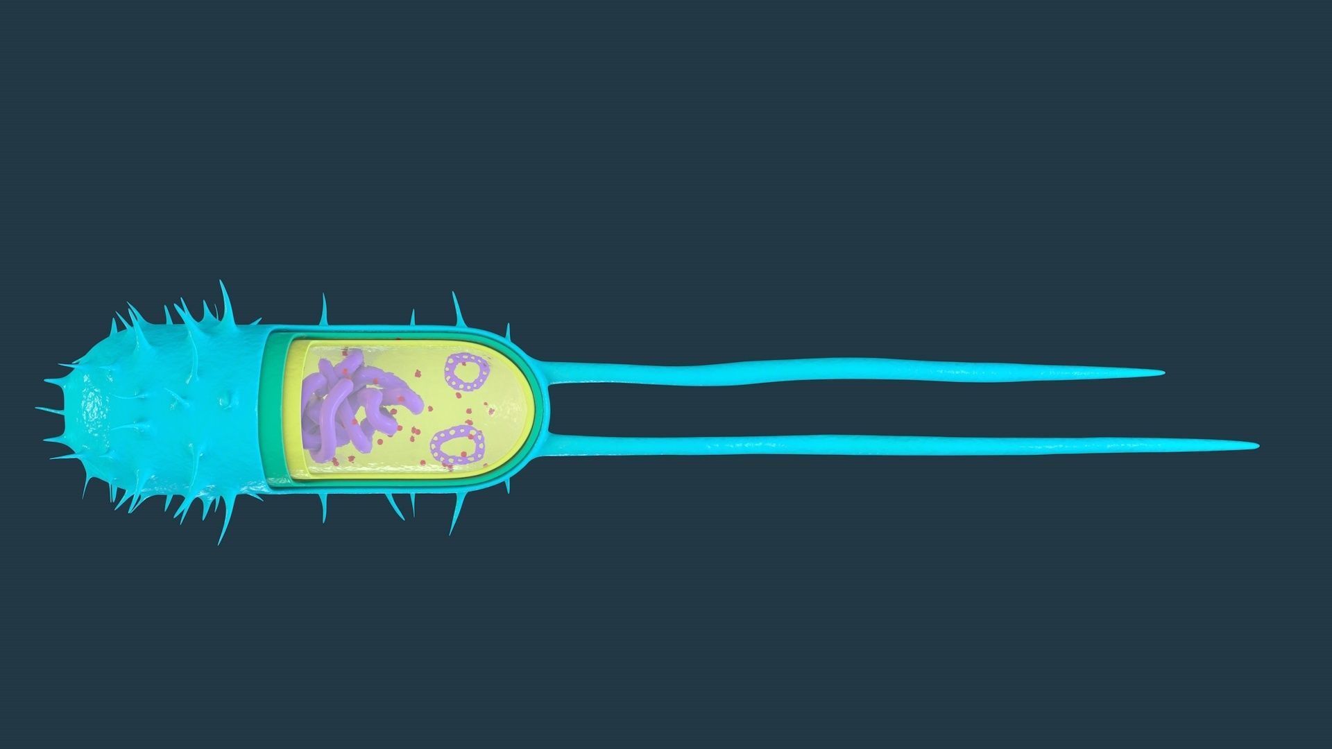 Bacterial Cell Structure 3D model | CGTrader
