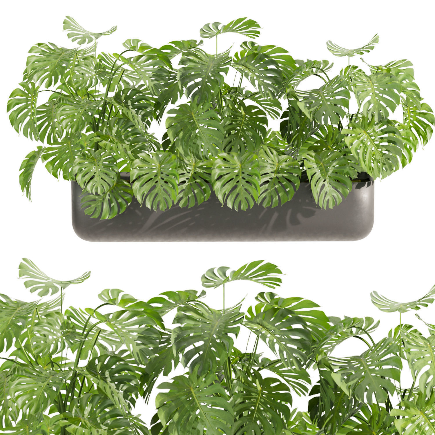 Collection plant vol 449 - peace lily - monstera - palm 3D model | CGTrader