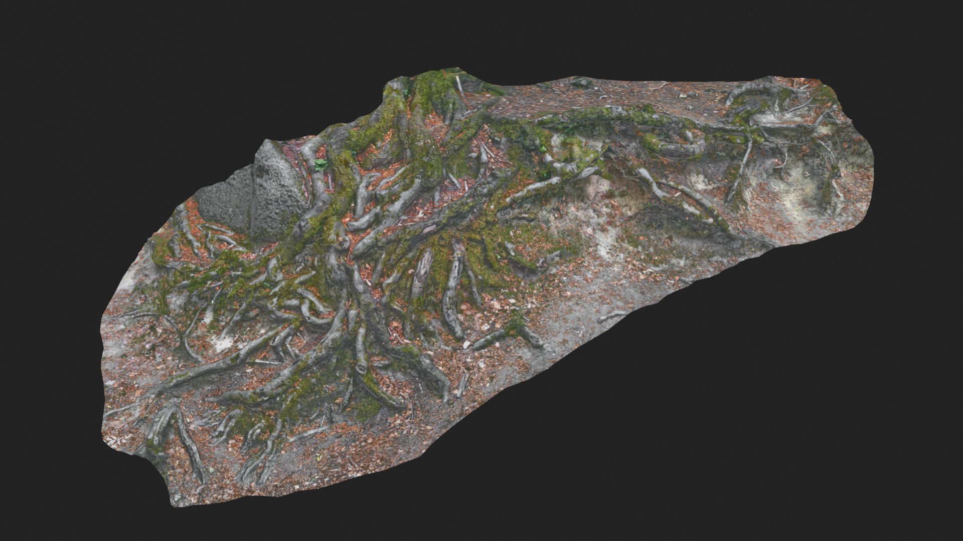 3D model Beech forest ground - 2 of 6 - scan PBR Game ready VR / AR ...