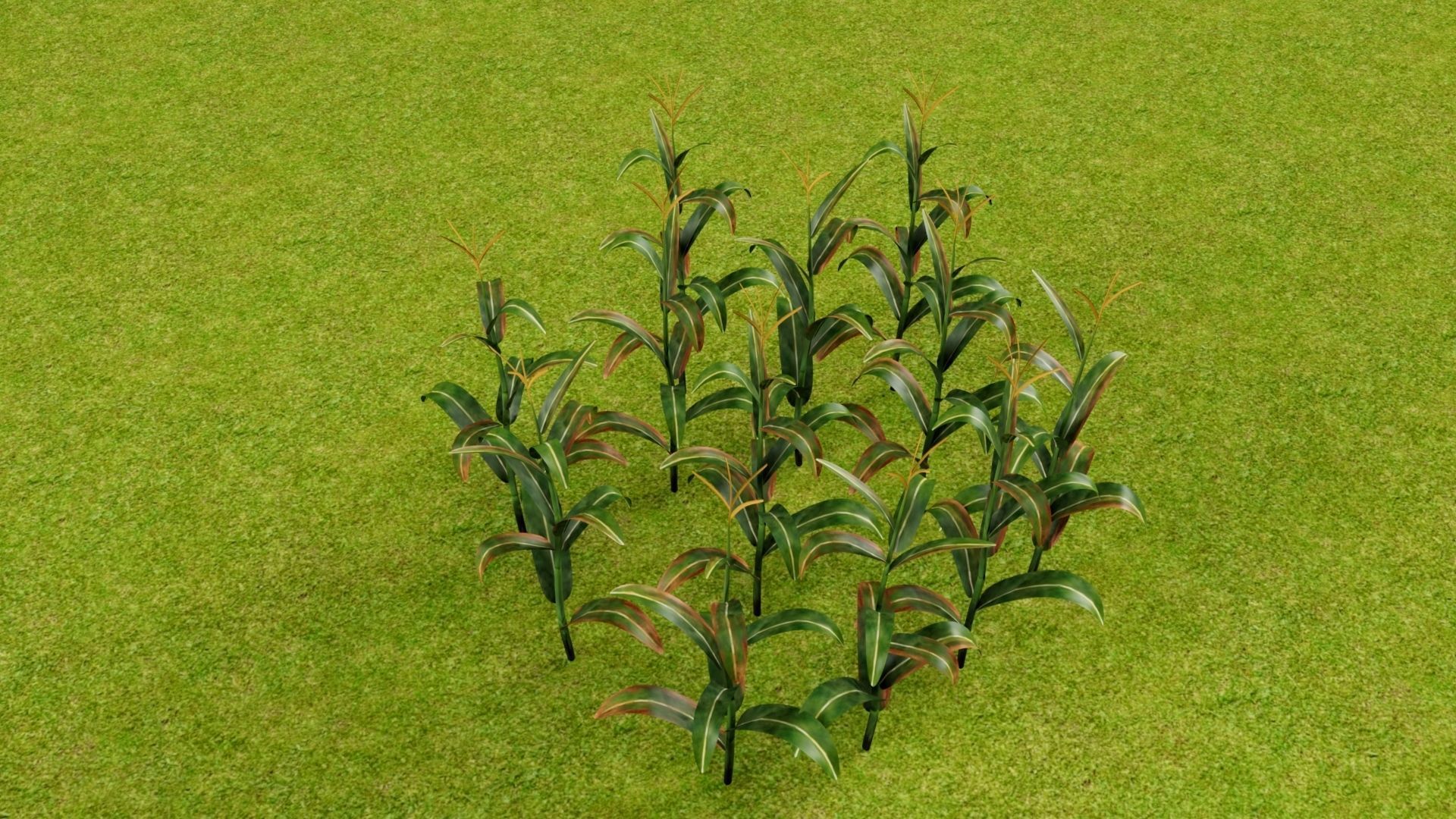 3D model corn plant VR / AR / low-poly | CGTrader