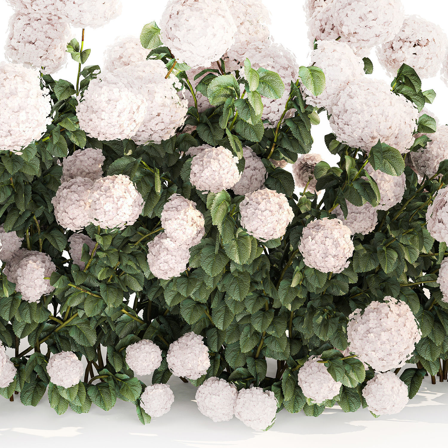 White Hydrangea Bushes For Garden Landscaping 1185 3D model | CGTrader