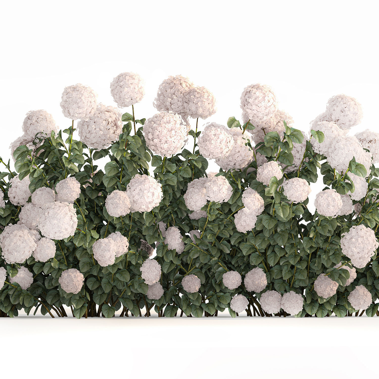 White Hydrangea Bushes For Garden Landscaping 1185 3D model | CGTrader