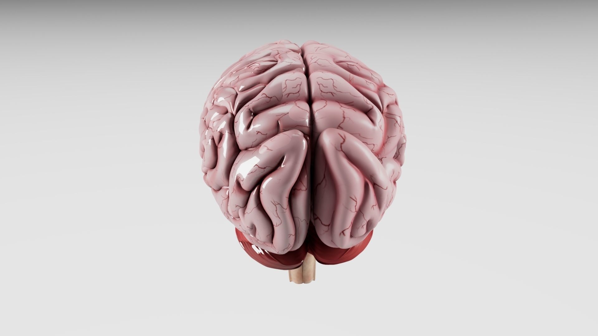 Human Brain 3D model | CGTrader