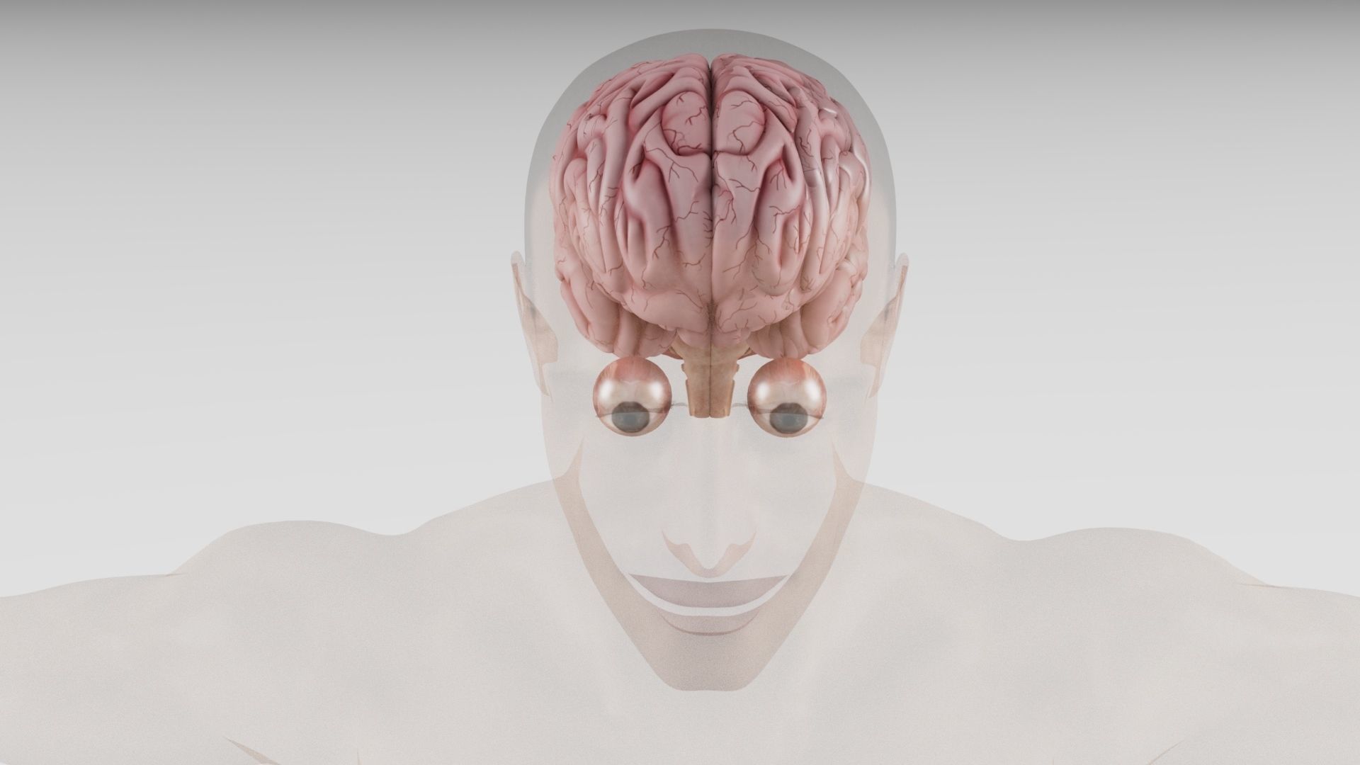 Human Brain 3D model | CGTrader