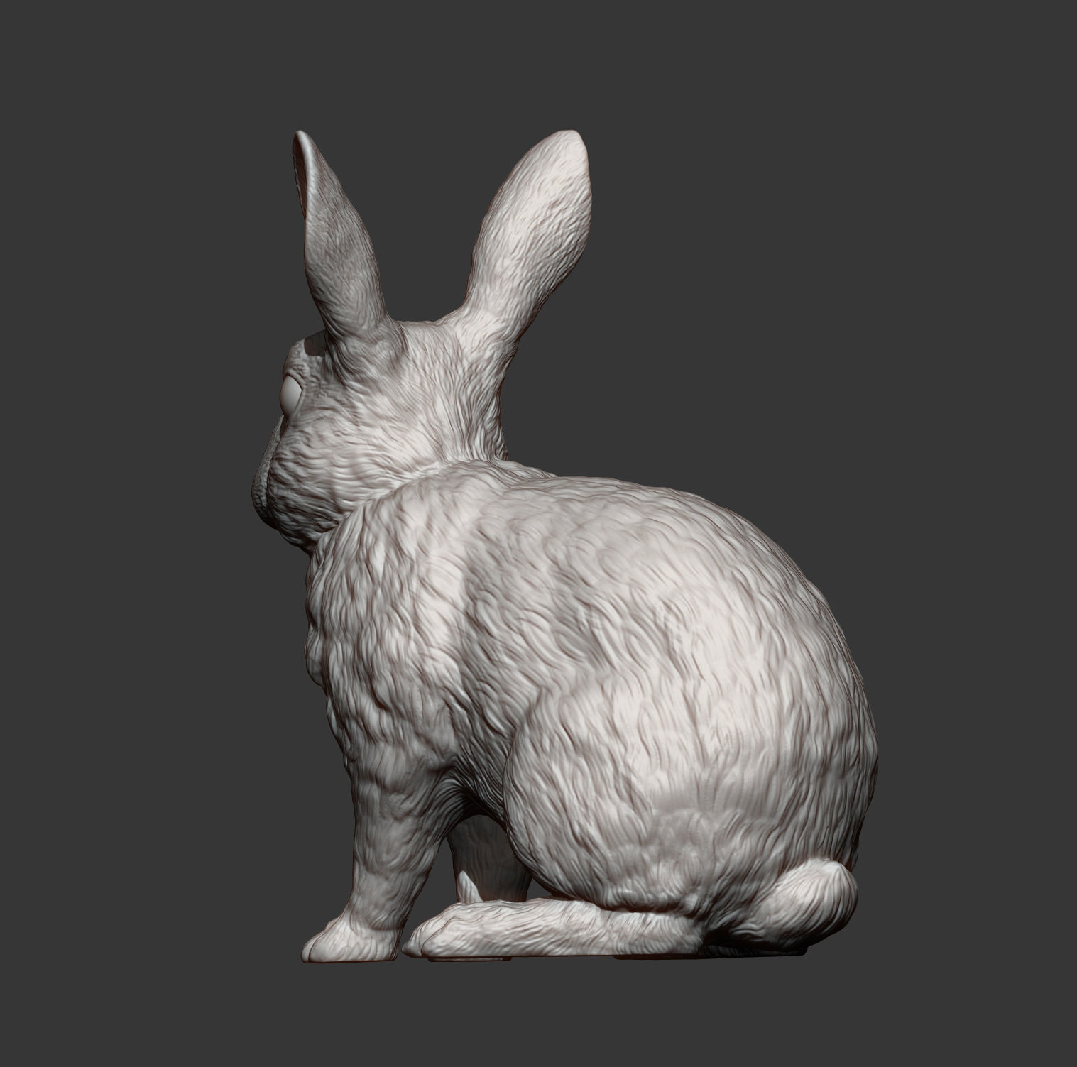Rabbit rex agouti 3D model 3D printable | CGTrader