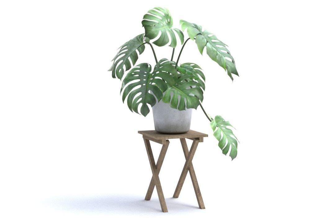 3D model Tropical House Plants Pack - Monstera M01 VR / AR / low-poly ...
