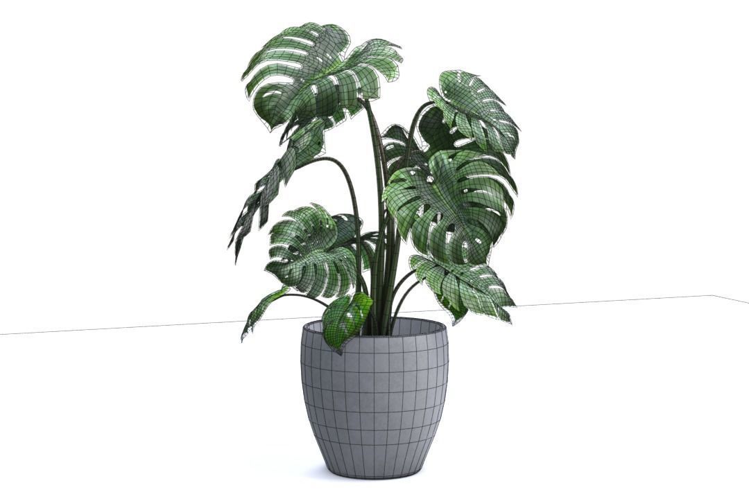 3D model Tropical House Plants Pack - Monstera M01 VR / AR / low-poly ...