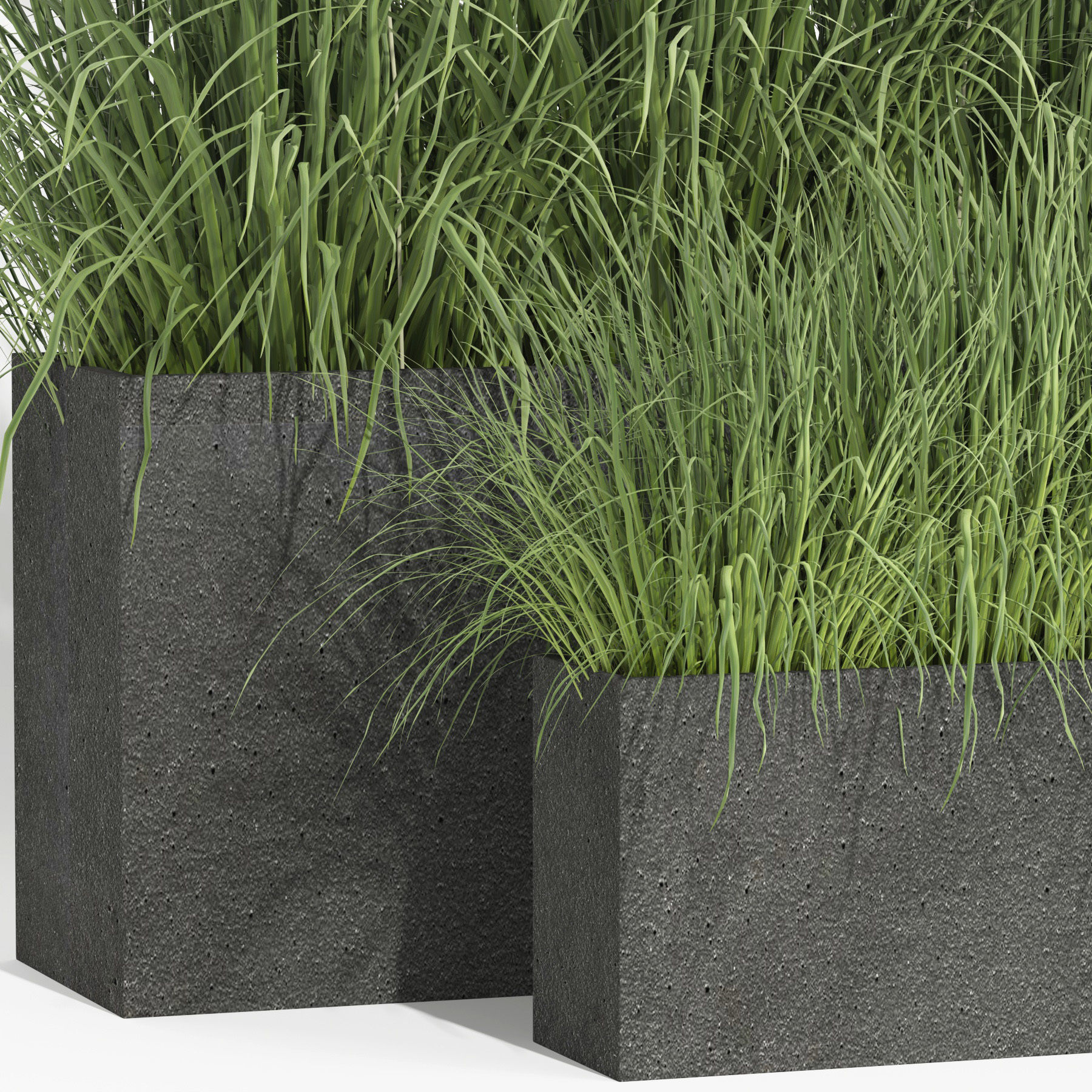 outdoor plant006 Miscanthus sinensis Kleine Silberspinne 3D model | CGTrader