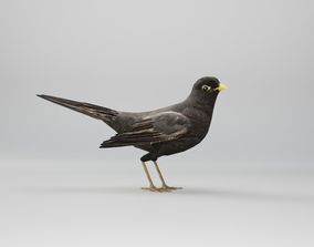 Animated Blackbird 3D Models | CGTrader