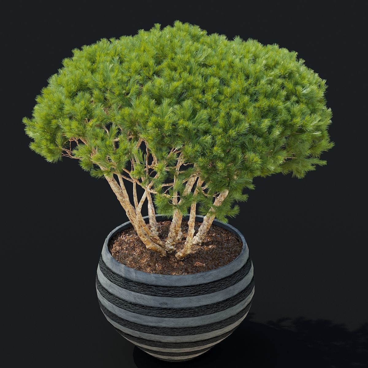 Pinus Mugo Planter 3D model | CGTrader