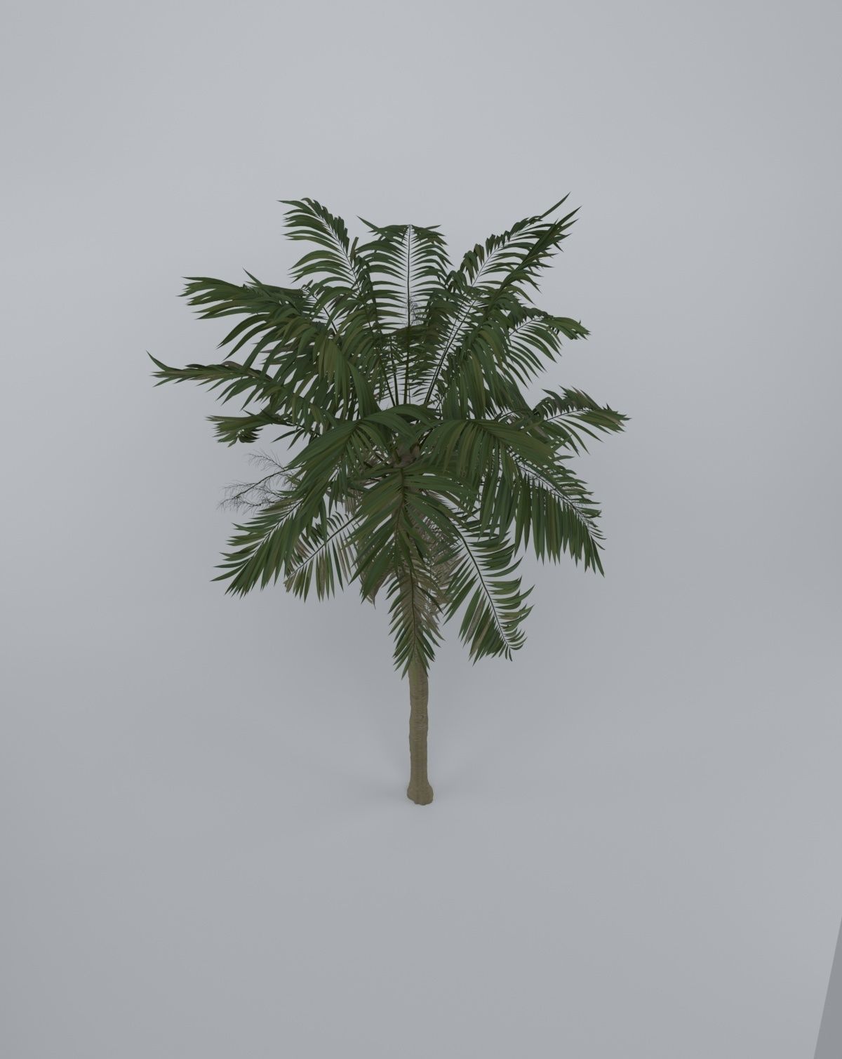 palm tree free 3D model | CGTrader