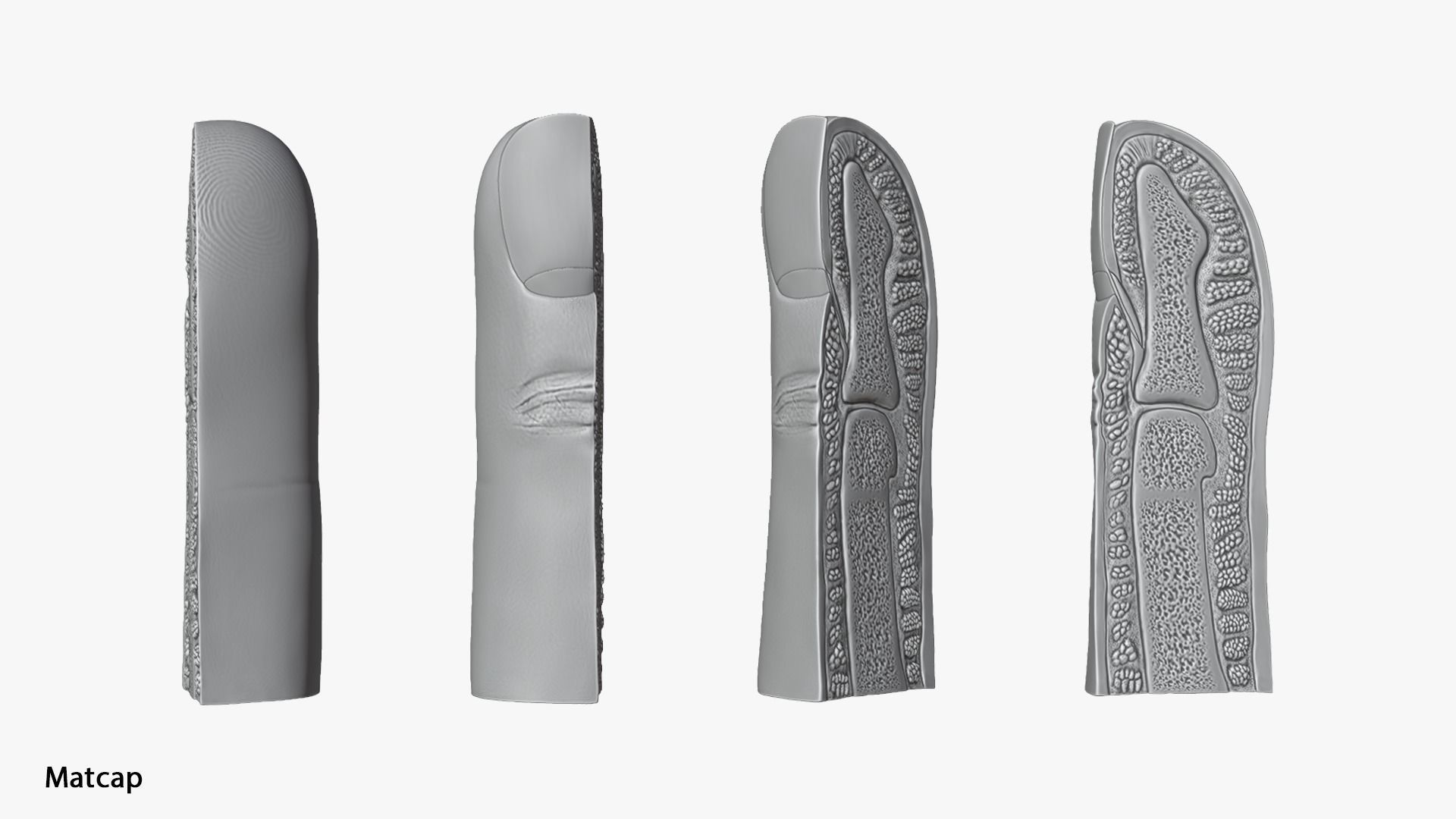Finger and Fingernail Cross Section Anatomy 3D model | CGTrader