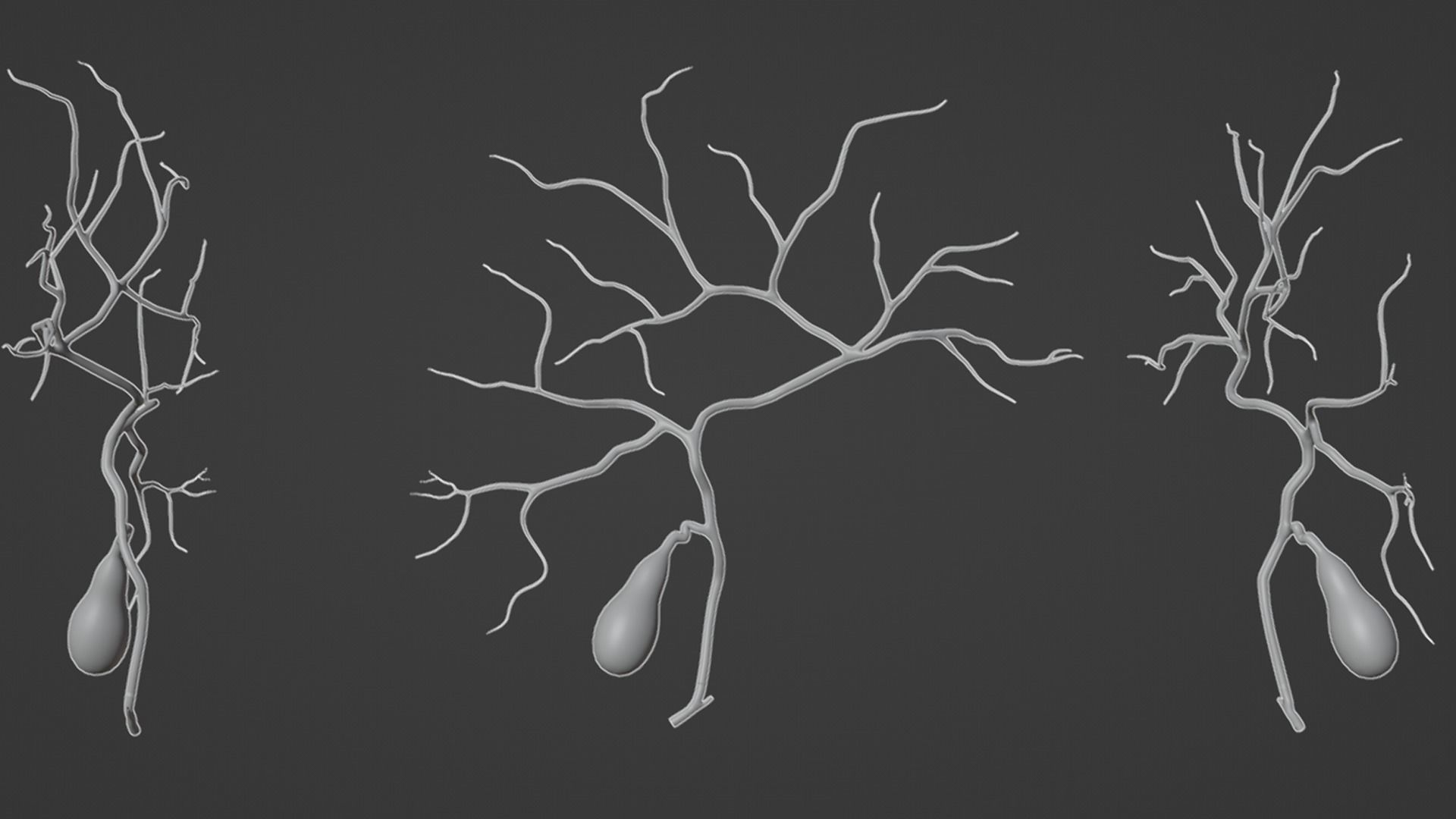 3D model Gallbladder Anatomy VR / AR / low-poly | CGTrader