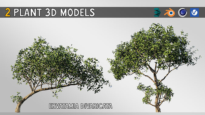 2 Ervatamia Divaricata Plant 3D model | CGTrader