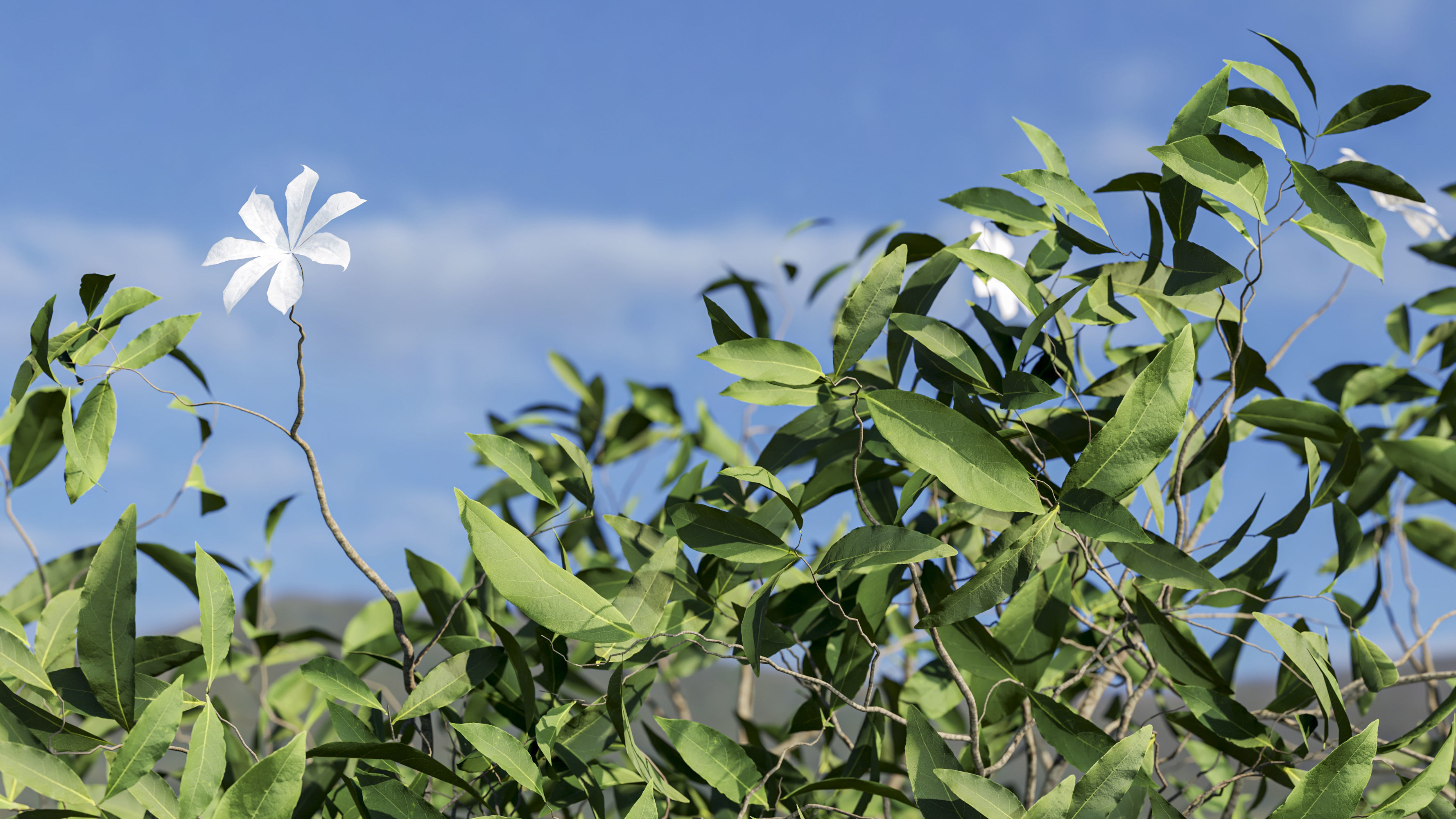 2 Ervatamia Divaricata Plant 3D model | CGTrader