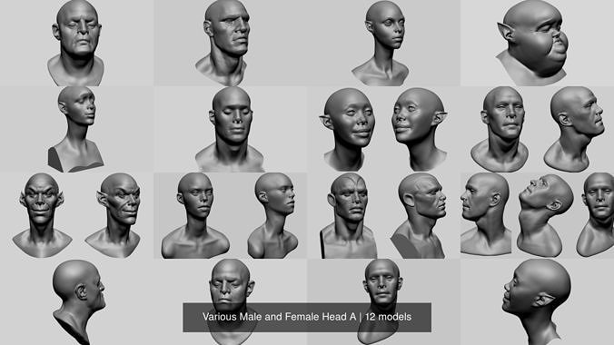 Various Male and Female Head A 3D Model Collection | CGTrader