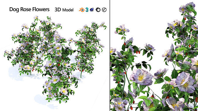 3D model Rose Hip flower cluster VR / AR / low-poly | CGTrader