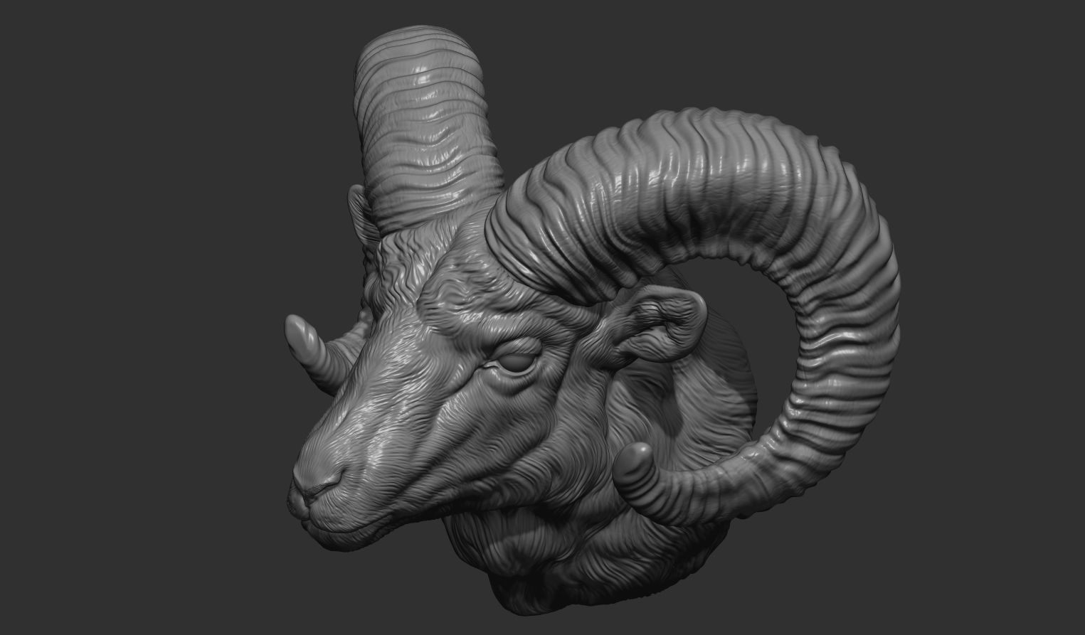 Big Horned Ram head 3D model 3D printable | CGTrader