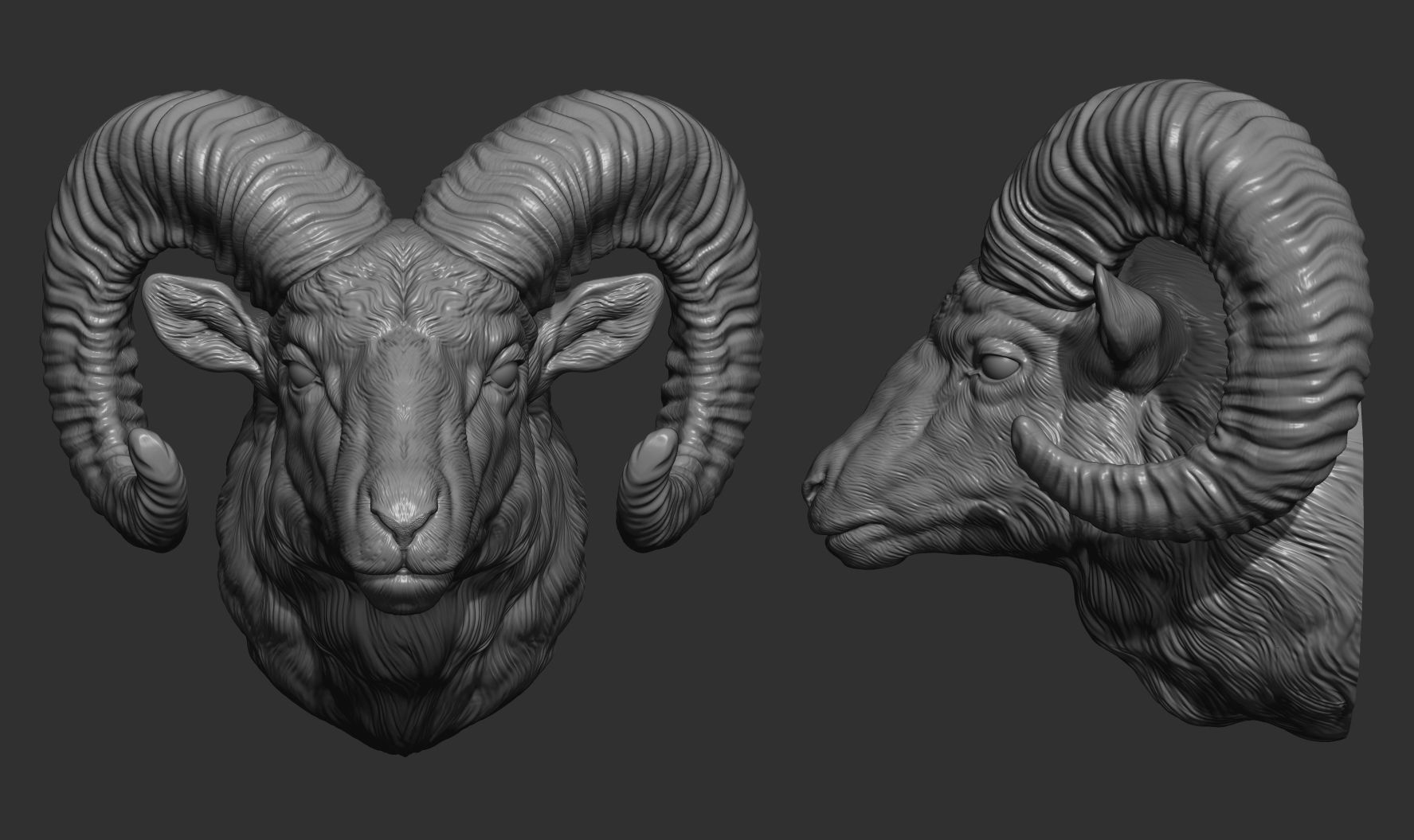 Big Horned Ram head 3D model 3D printable | CGTrader