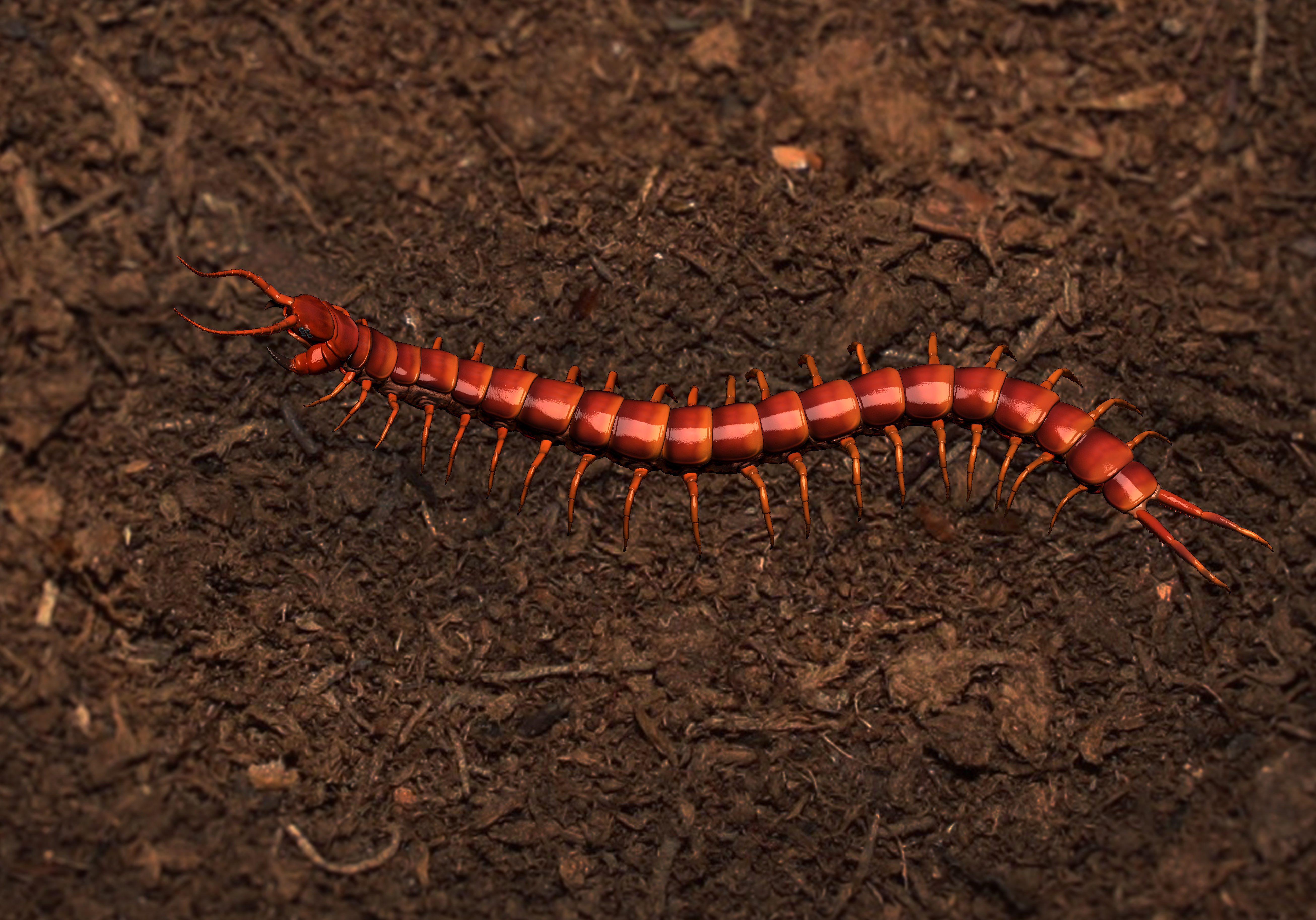 Scolopendra viridicornis centipede 3D model 3D printable | CGTrader