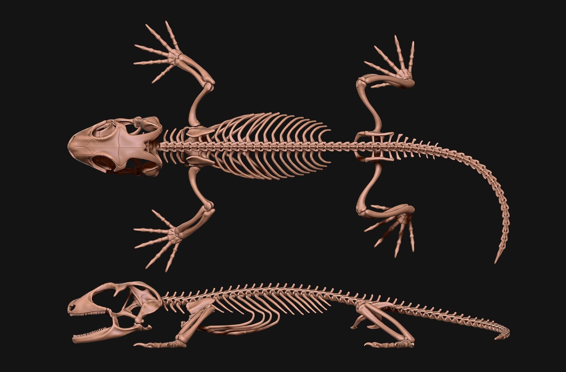 Gecko Skeleton DYS kit 3D model 3D printable | CGTrader