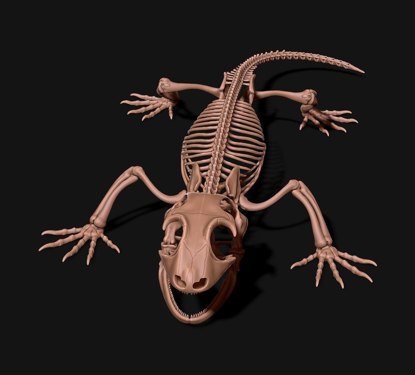 Gecko Skeleton DYS kit 3D model 3D printable | CGTrader