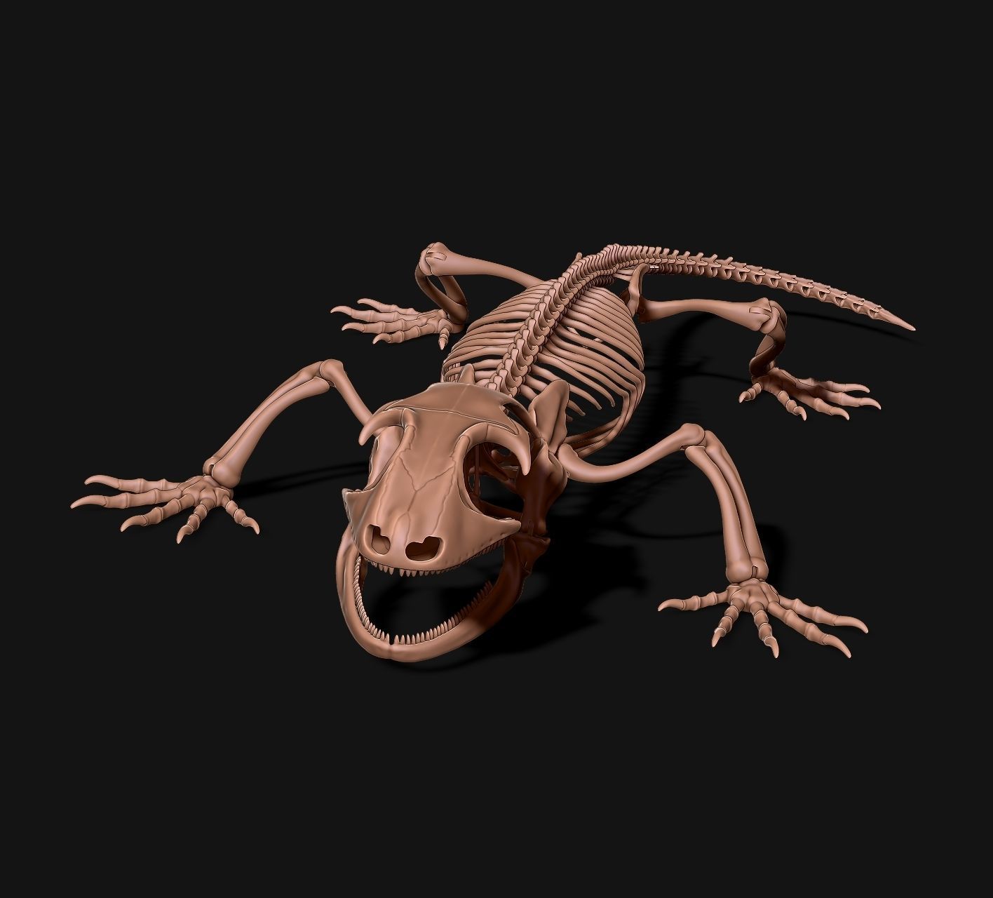 Gecko Skeleton DYS kit 3D model 3D printable | CGTrader