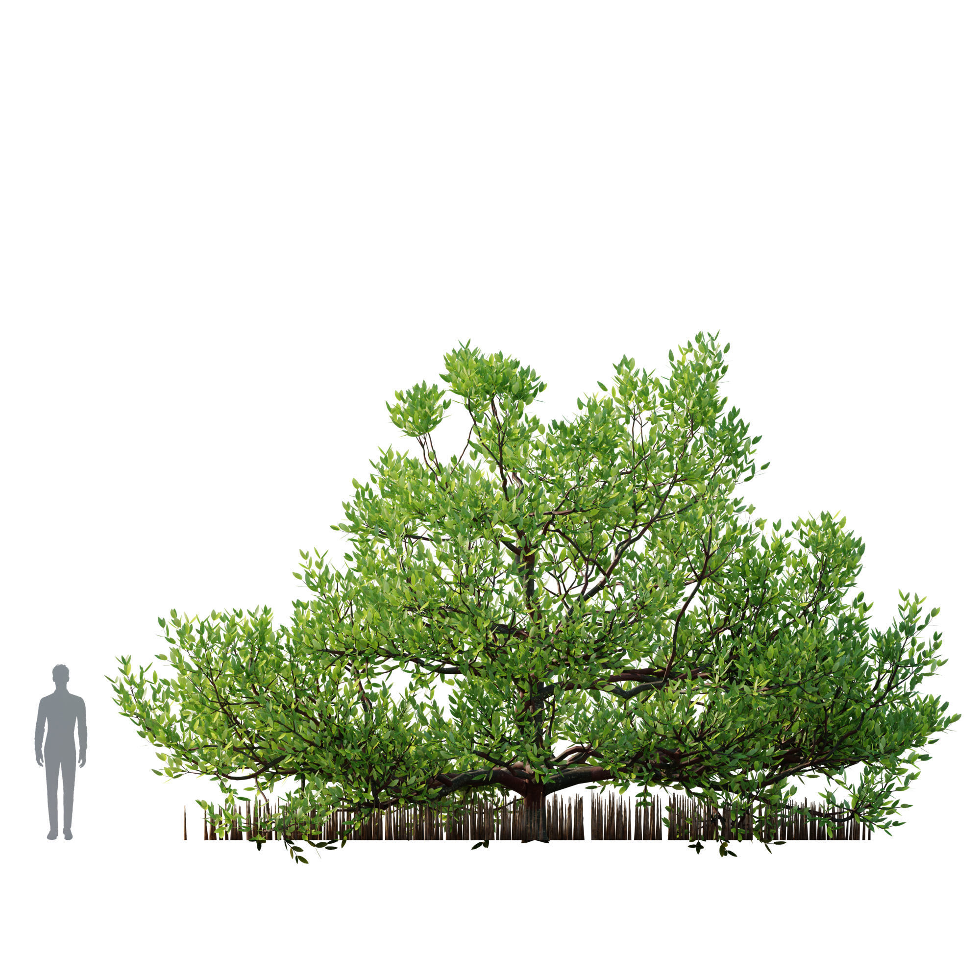 3D model Mangrove - Pidada Merah - Berembang - Sonneratia caseolaris VR ...