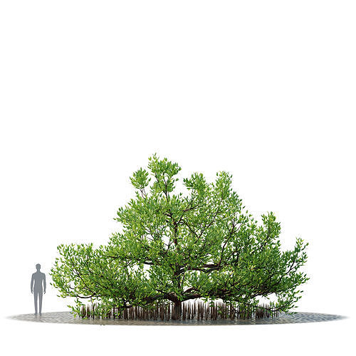 3D model Mangrove - Pidada Merah - Berembang - Sonneratia caseolaris VR ...