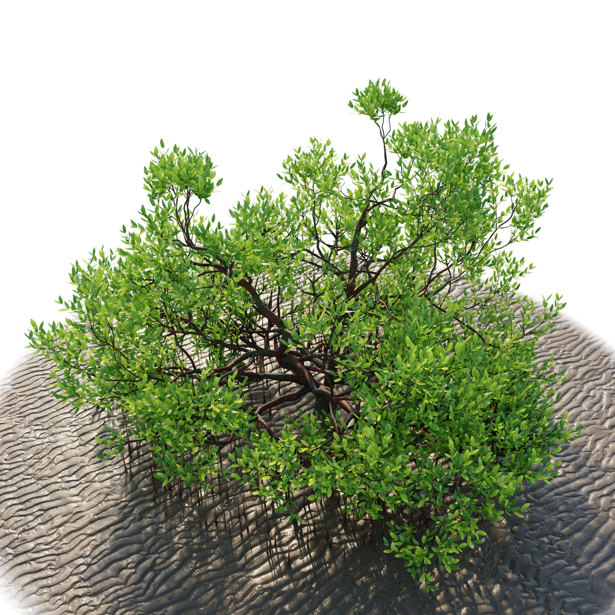 3D model Mangrove - Pidada Merah - Berembang - Sonneratia caseolaris VR ...