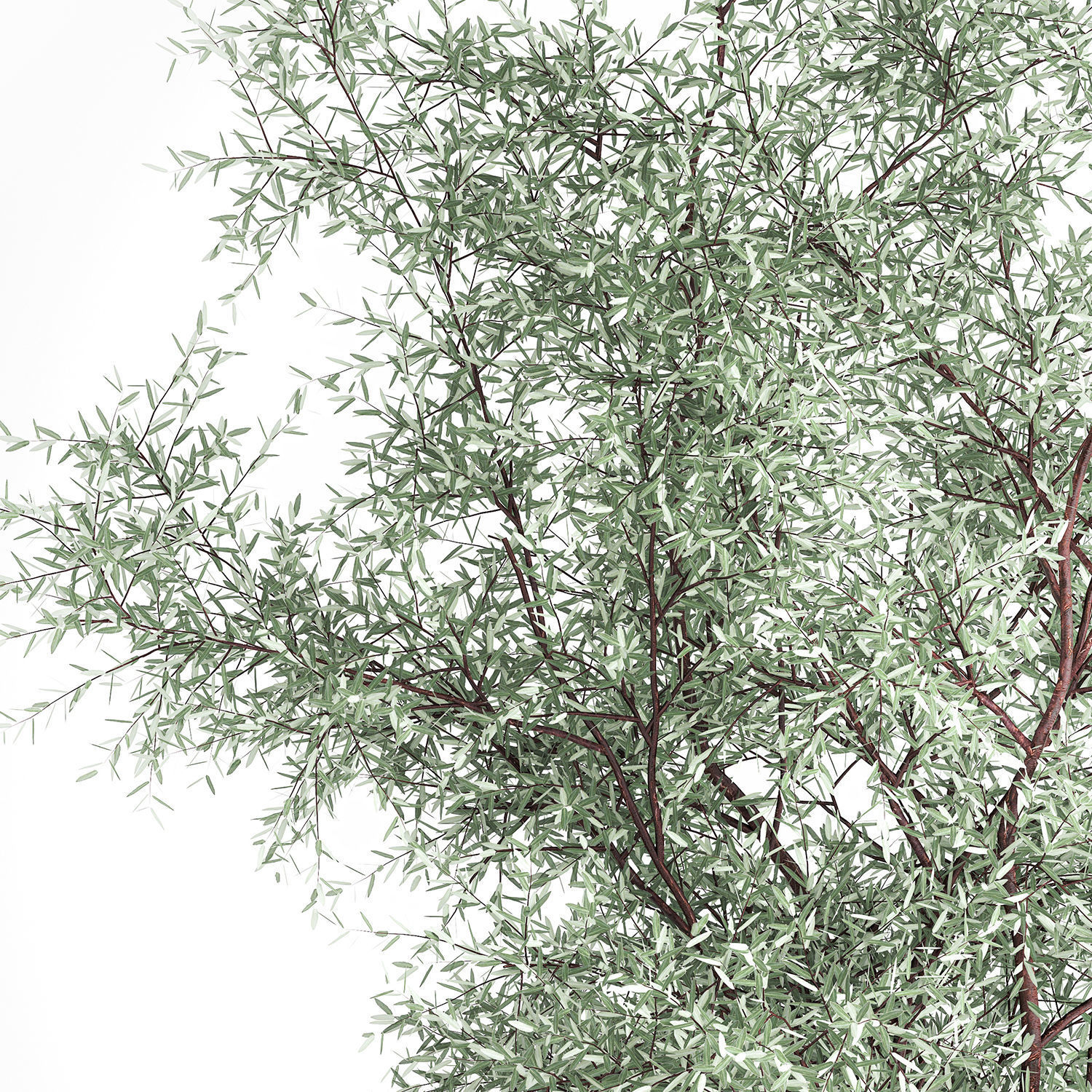 Elaeagnus Topiary And Bushes For The Garden 1189 3D model | CGTrader