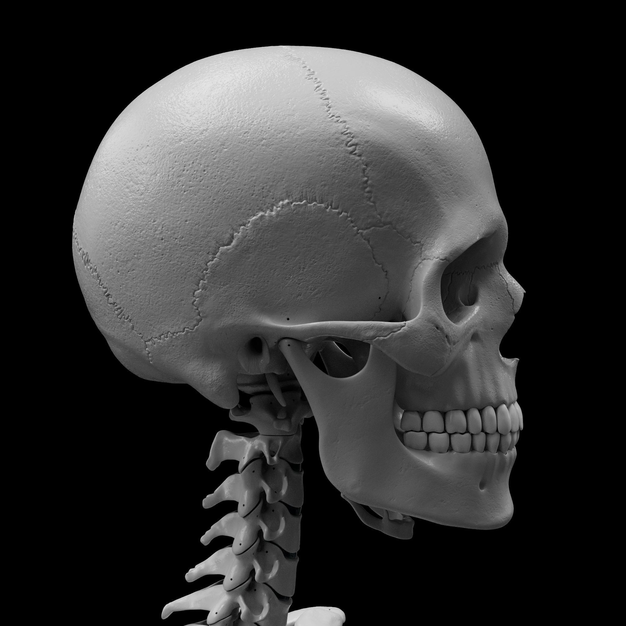 Skeleton - Skeletal System - 3D Printing 3D model 3D printable | CGTrader
