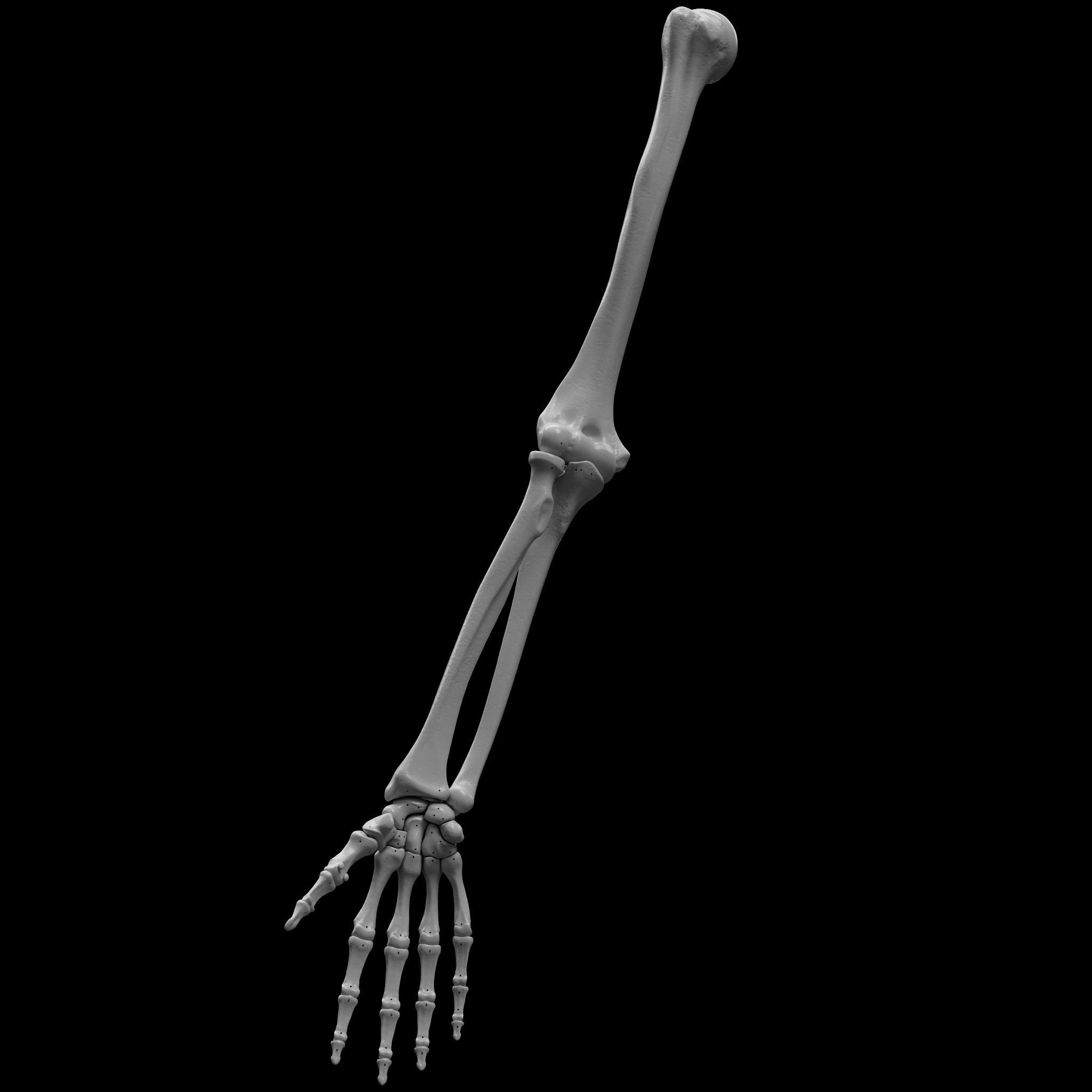 Skeleton - Skeletal System - 3D Printing 3D model 3D printable | CGTrader