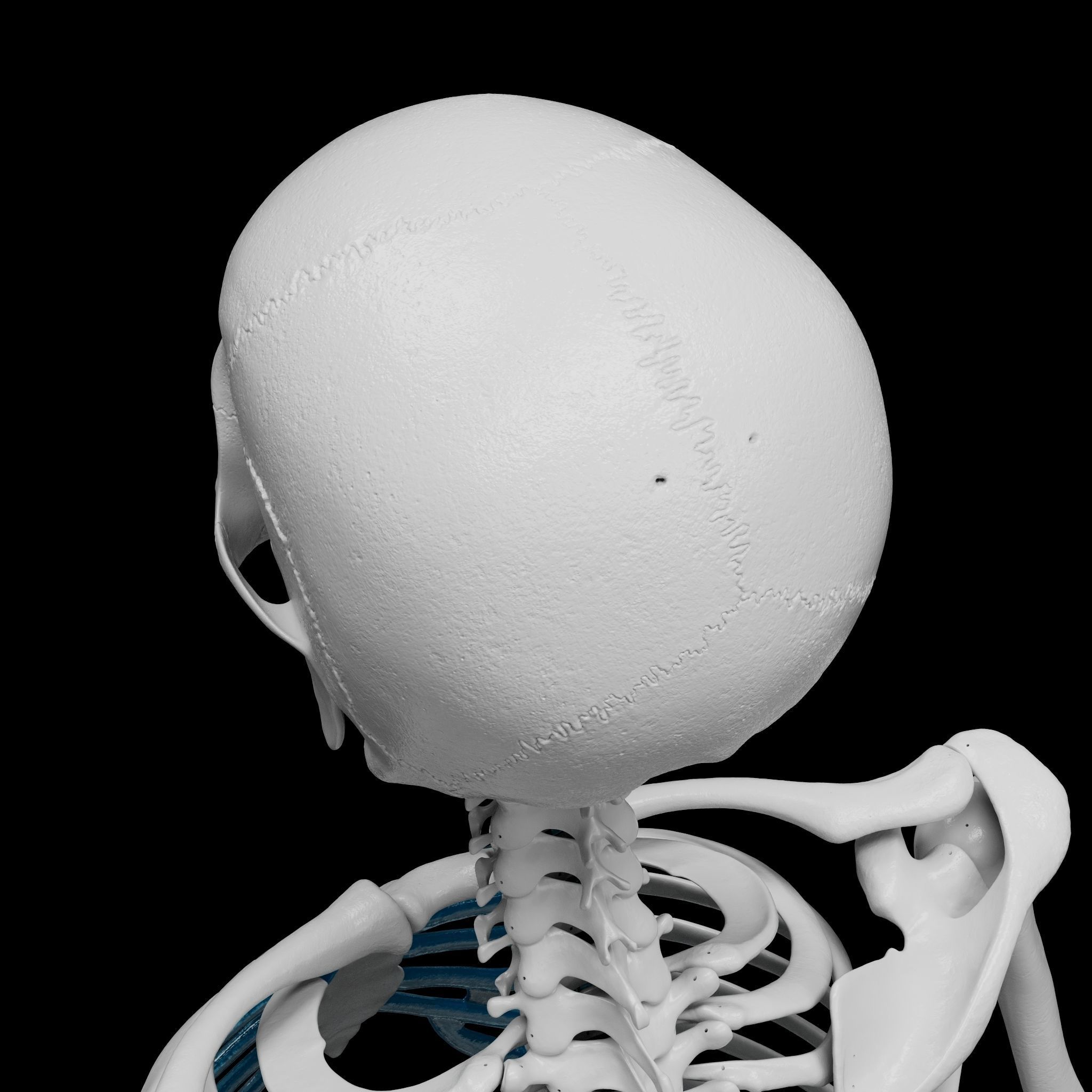 Skeleton - Skeletal System - 3D Printing 3D model 3D printable | CGTrader