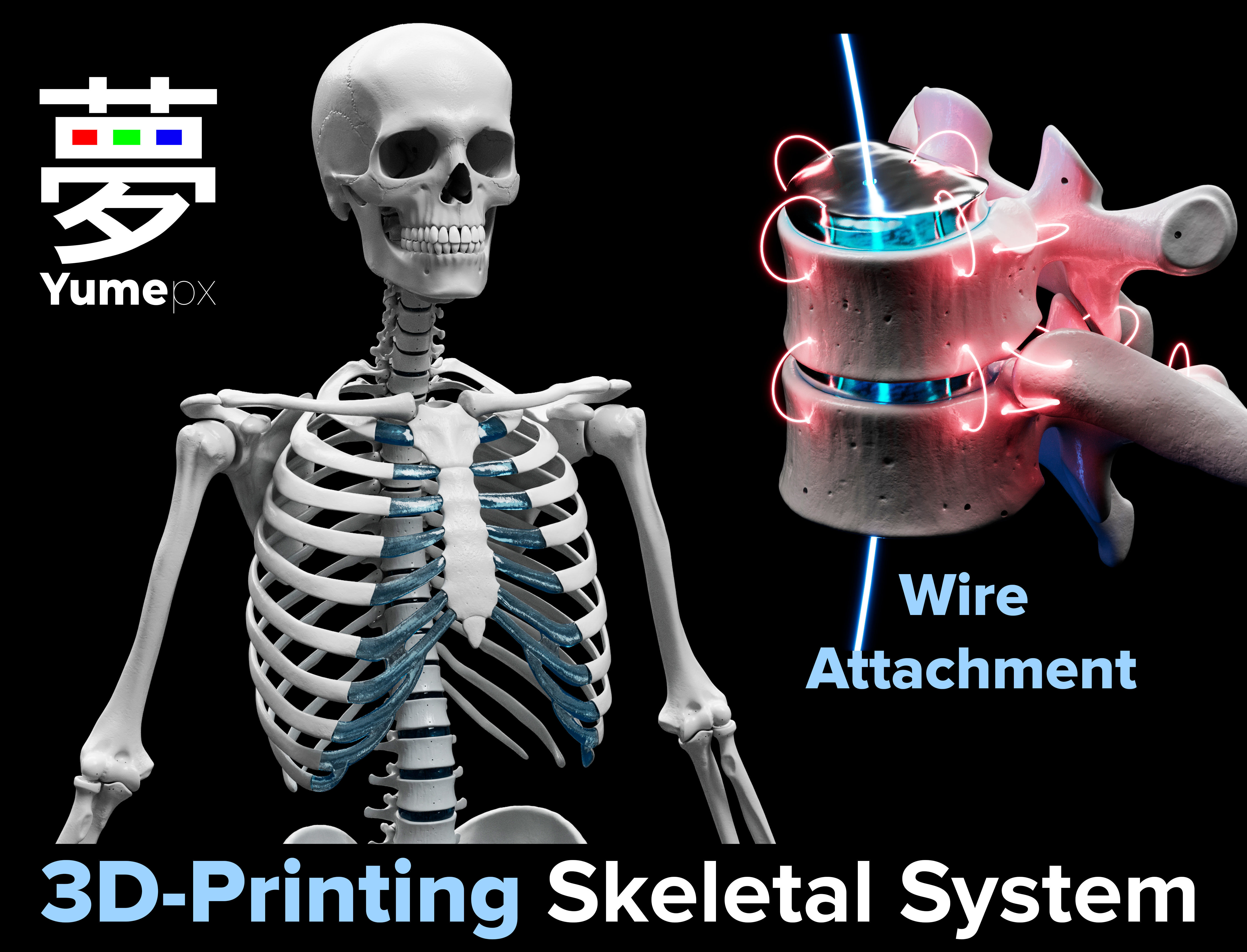 Skeleton - Skeletal System - 3D Printing 3D model 3D printable | CGTrader