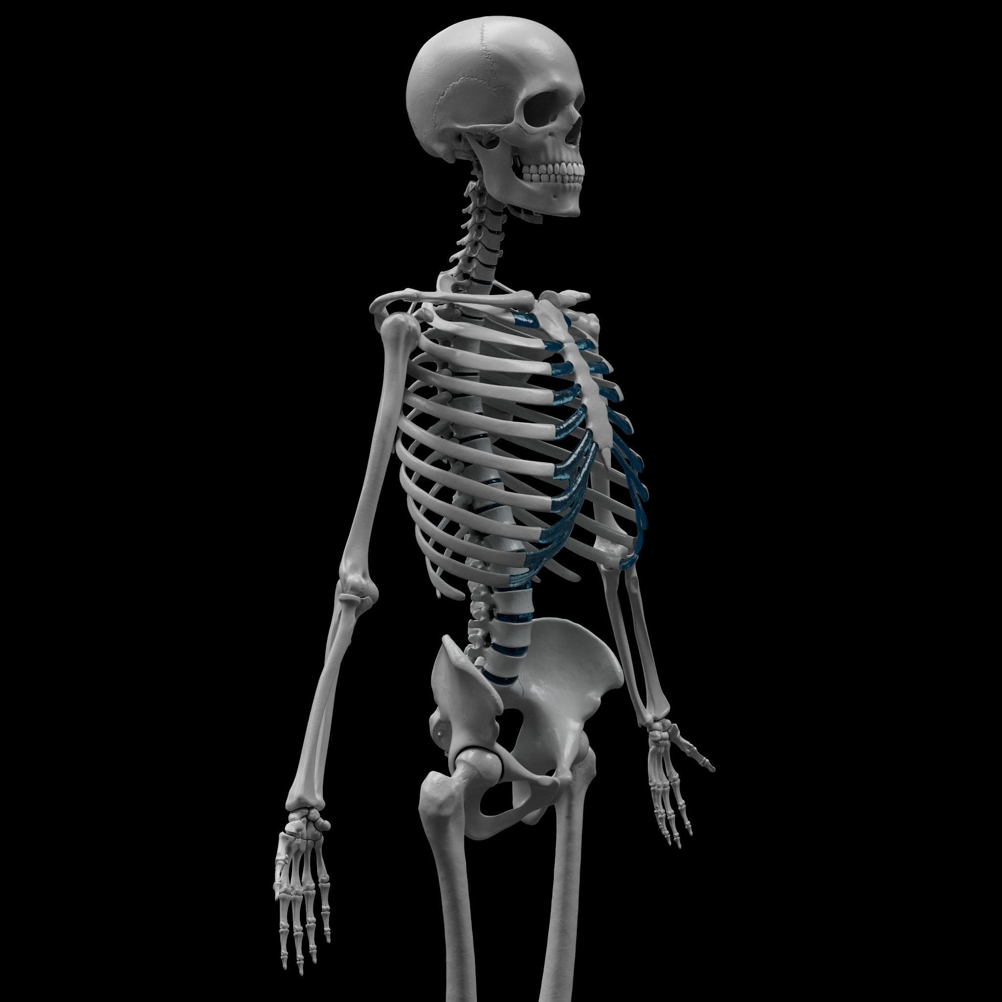 Skeleton - Skeletal System - 3D Printing 3D model 3D printable | CGTrader