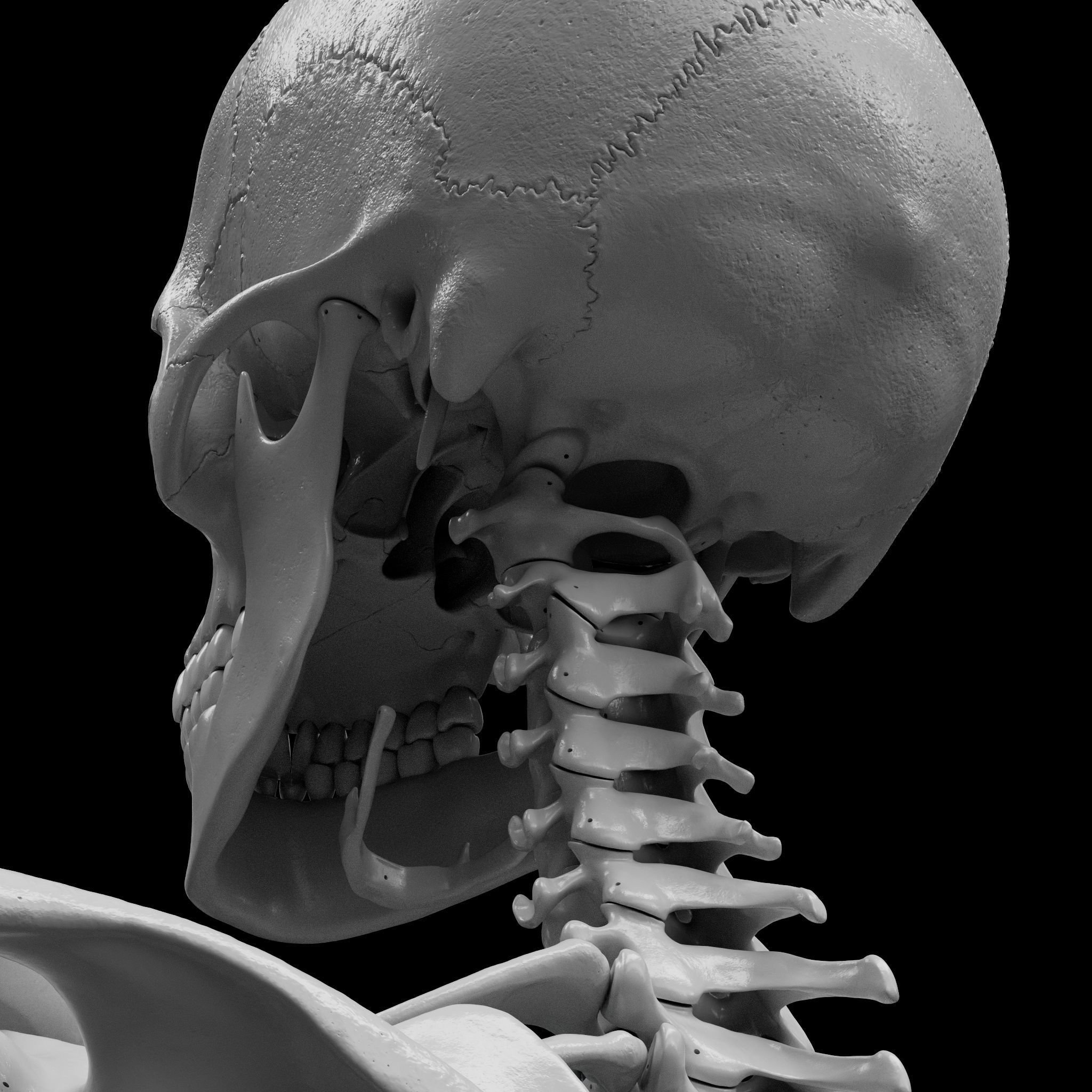 Skeleton - Skeletal System - 3D Printing 3D model 3D printable | CGTrader