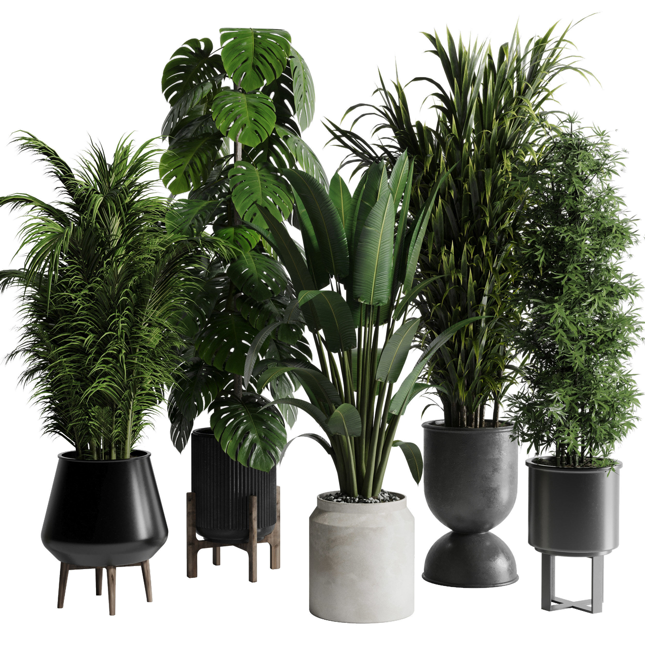 3D model indoor plant set 345 ravenala bamboo monstera palm concrete ...