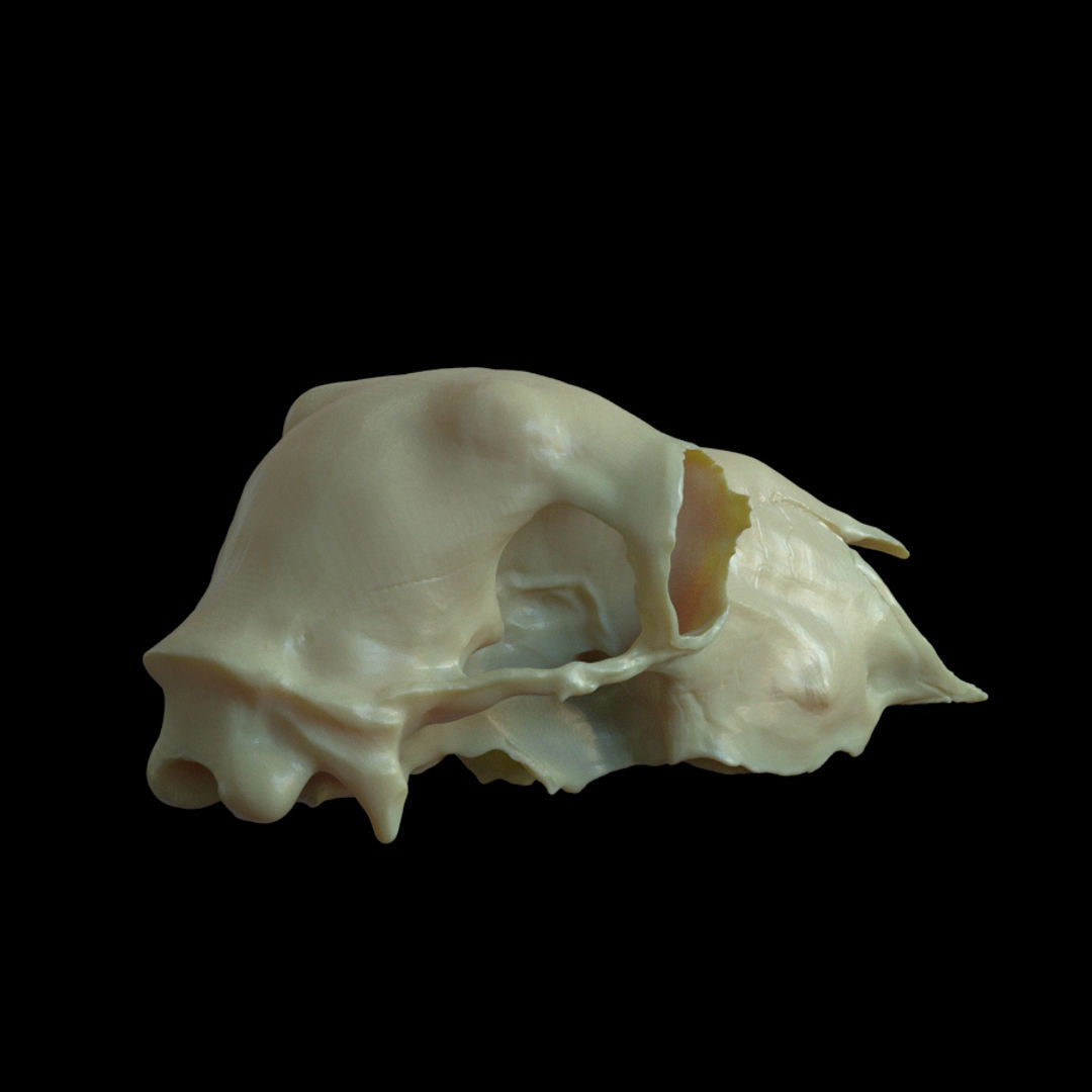 Sheep skull for 3D print 3D model 3D printable | CGTrader
