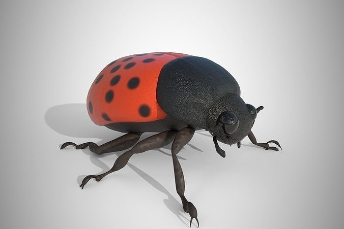 Lady Bug 3D Model 3D model | CGTrader