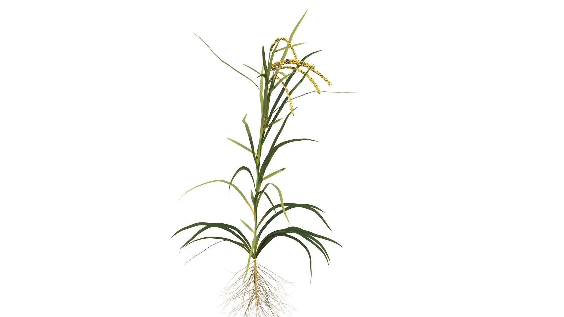 Rice growth animation 3D model animated rigged | CGTrader